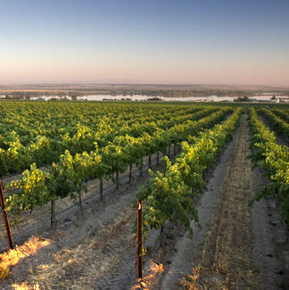 Columbia Valley Vineyard | Our Columbia Valley AVA Estate Vineyards ...