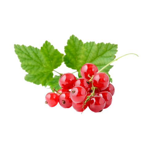 Oregon Fruit Puree - Red Currant